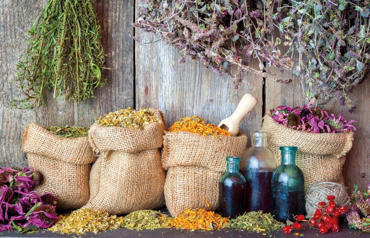 Activities in the forest: searching for medicinal herbs